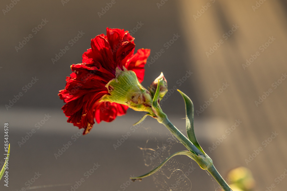 Cravo vermelho símbolo de liberdade e revolução no 25 de abril de 1974 ...