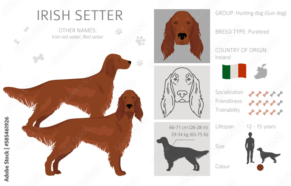 Irish red setter clipart. Different poses, coat colors set Stock Vector ...