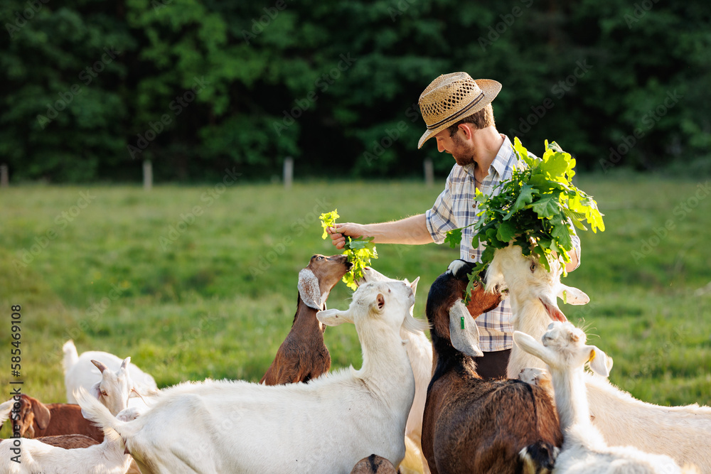 Male farmer feeding goats with fresh green grass on ecological pasture ...
