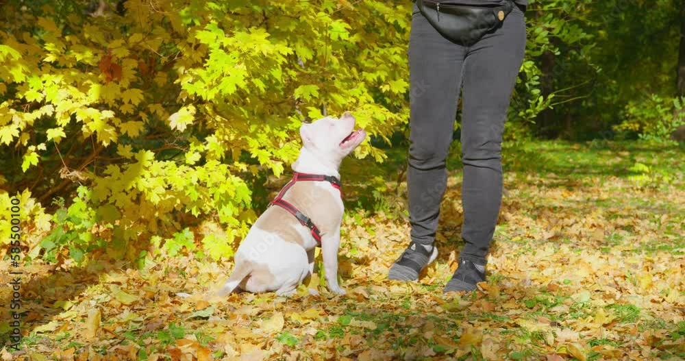 Handler teaches cute American bully puppy new commands, using dry ...