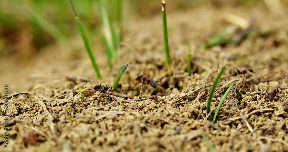 red forest ants work. ants carry pieces of clay and build an anthill ...