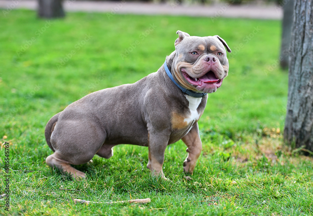 un poderoso perro de raza american bully en un parque foto de Stock ...
