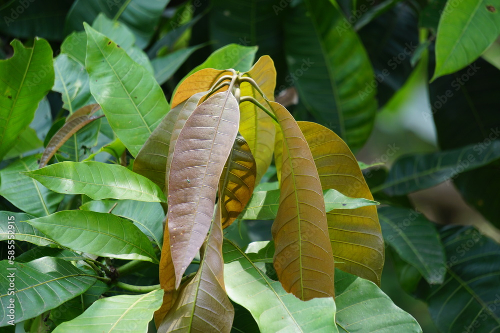 Green mango leaves (Mangifera indica) leaves with a natural background ...
