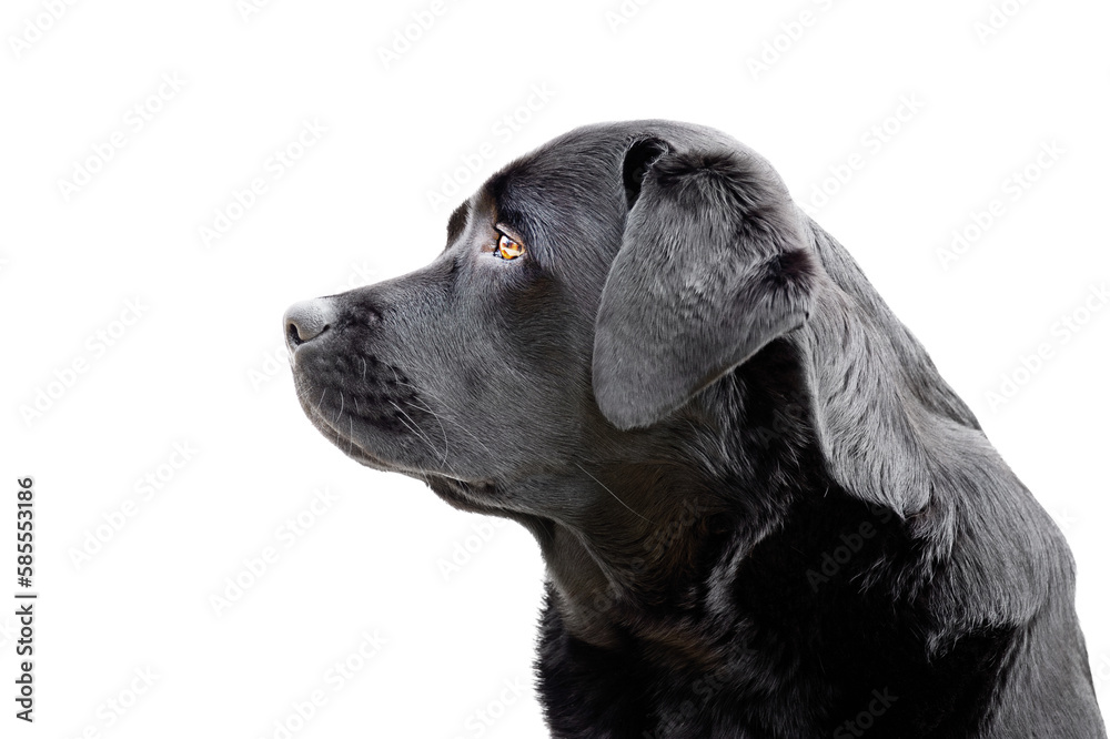 Profile of labrador retriever isolate on white background. Portrait of ...