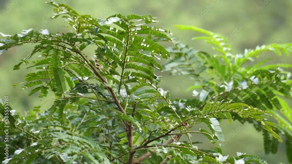 Sato leaves (Parkia speciosa, Parkia speciosa, petai, pete, twisted ...