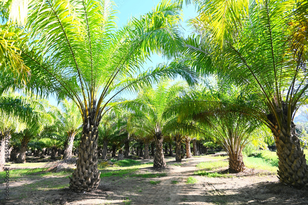 Palm tree in the palm garden with beautiful palm leaves nature and ...