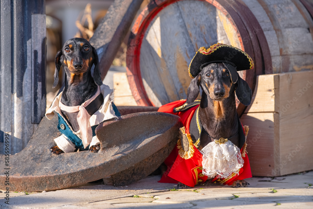 Foto de Funny dogs in costumes of a pirate and a captain in a cocked ...