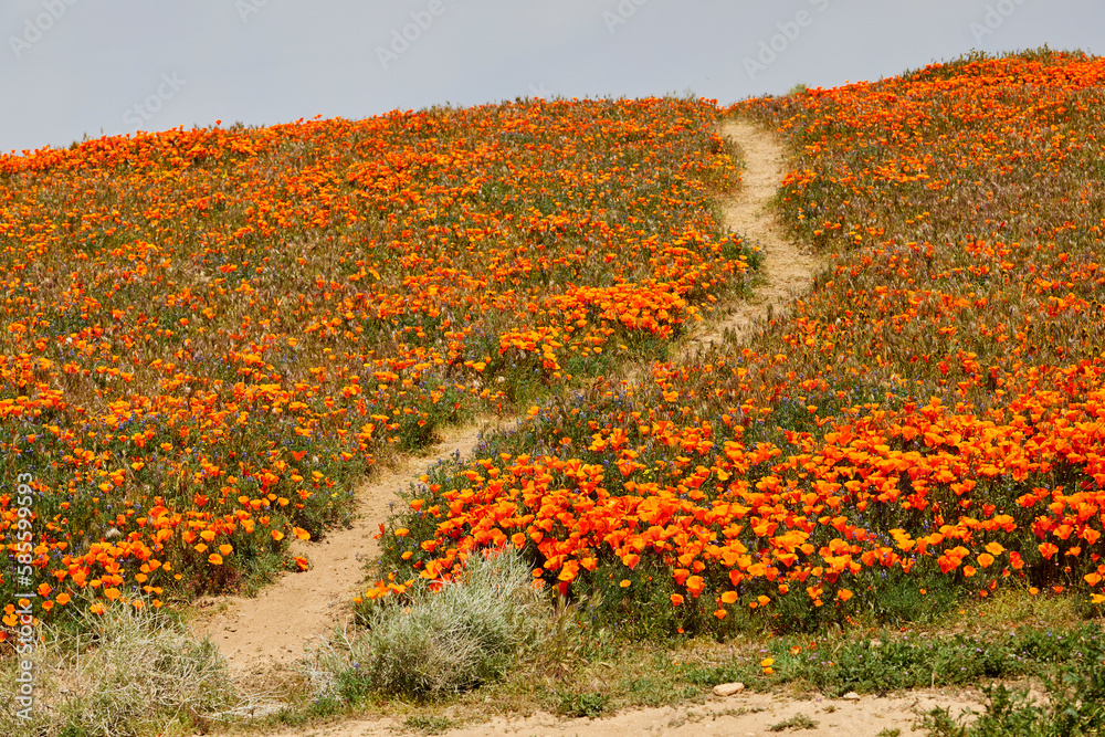 Wild flowers in a Super bloom of orange poppies growing on a hillside ...