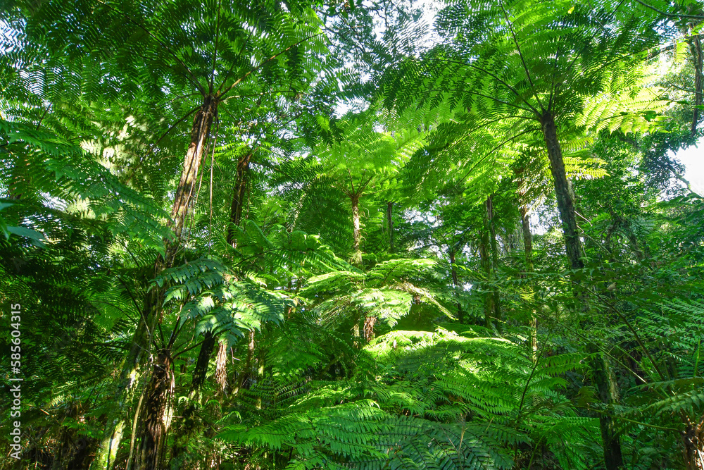 Bosque de helechos arborescentes de la selva tropical con un ambiente ...