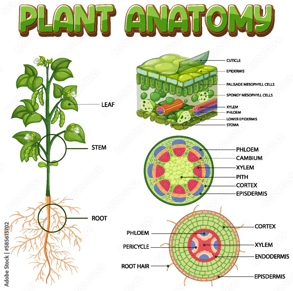 Internal structure of plant diagram Stock Vector | Adobe Stock