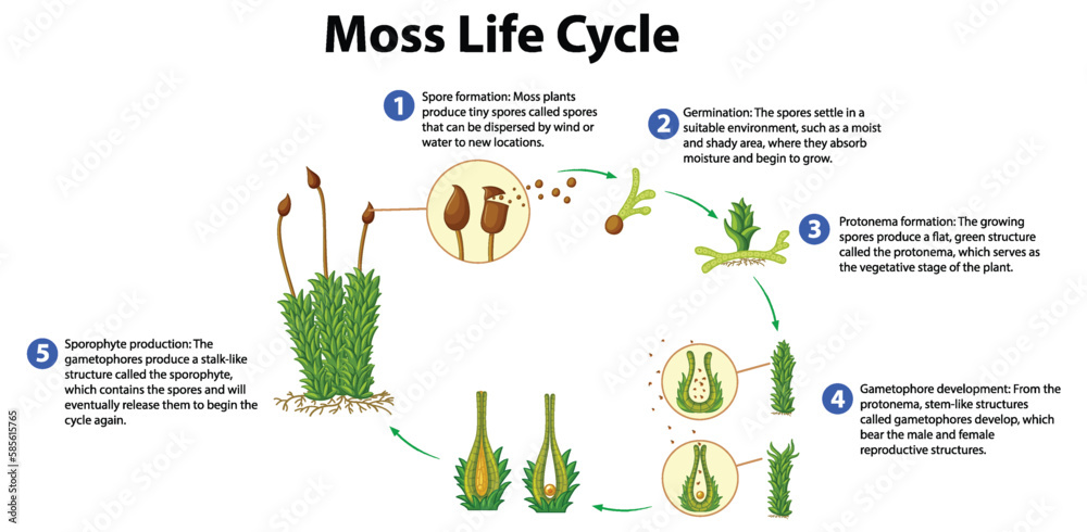 Moss Life Cycle Diagram for Science Education Stock Vector | Adobe Stock