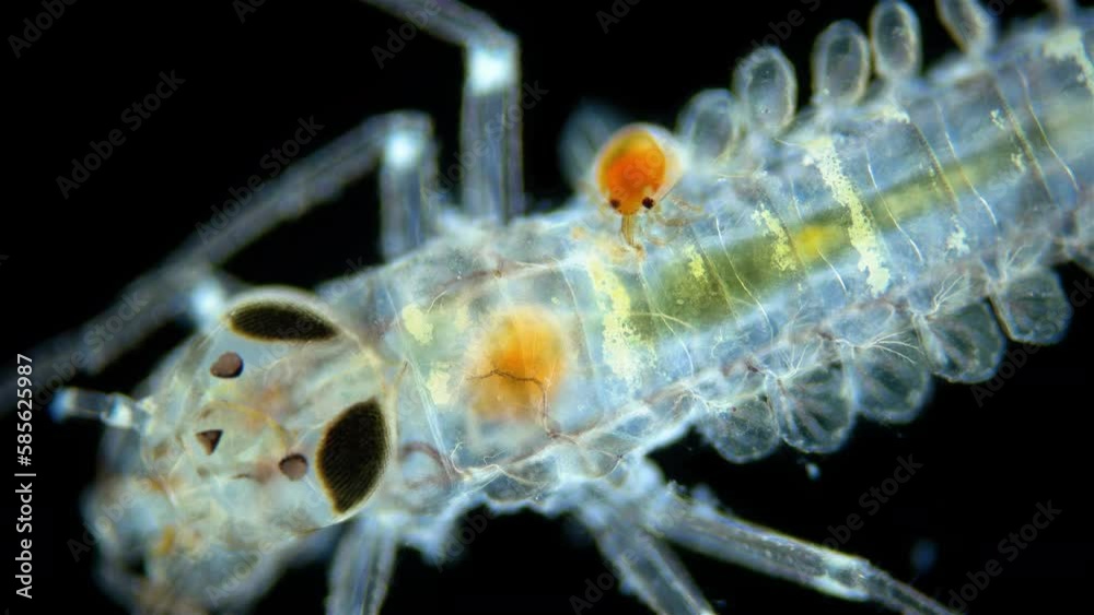 Hydrachnidia mite larva on larva of Ephemeroptera under a microscope. A ...