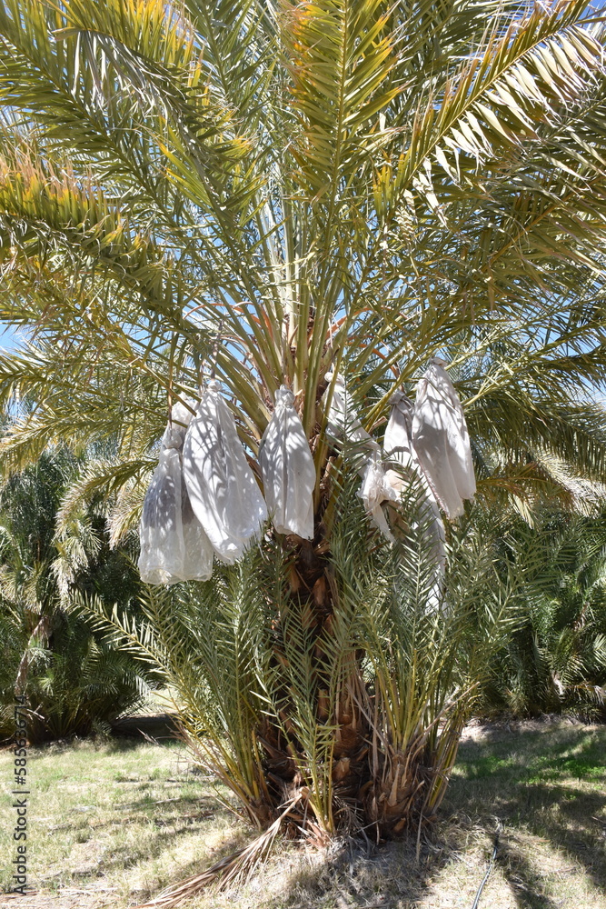 Plantation of date palms at a date farm date palm at China Ranch Date ...