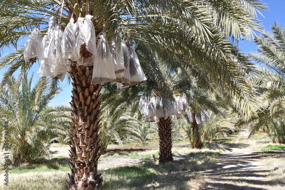 Fotka „Plantation of date palms at a date farm date palm at China Ranch ...