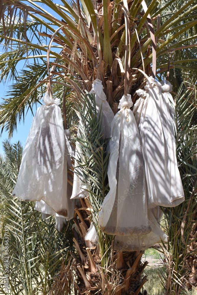 Foto de Plantation of date palms at a date farm date palm at China ...