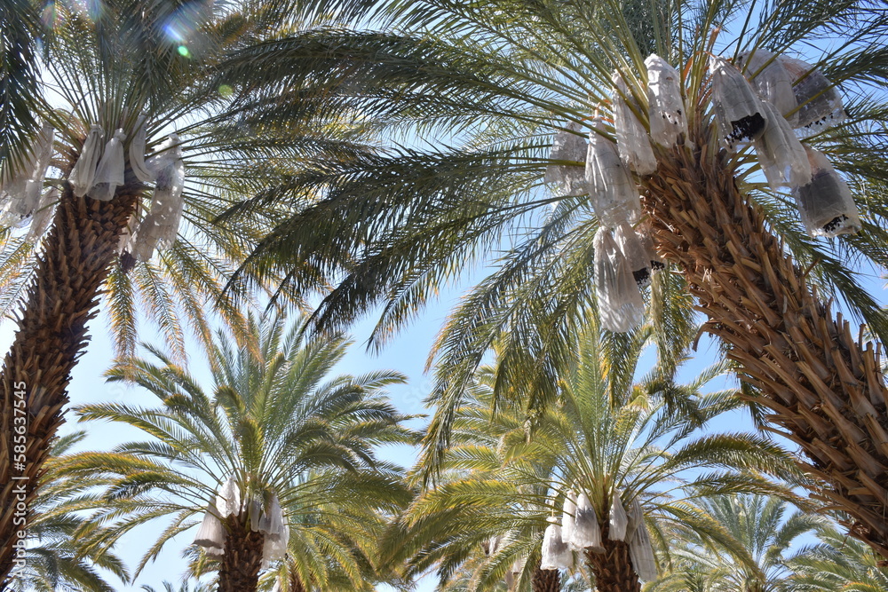 Plantation of date palms at a date farm date palm at China Ranch Date ...