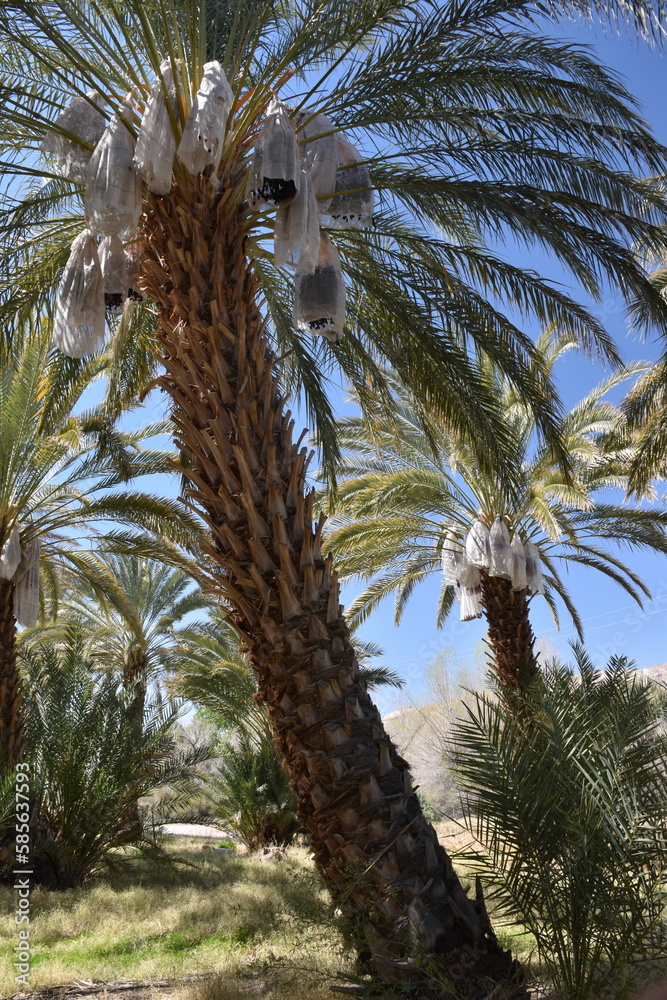 Plantation of date palms at a date farm date palm at China Ranch Date ...
