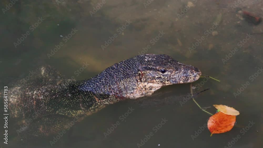 Close-up of a dangerous monitor lizard in a swamp. Carnivorous predator ...