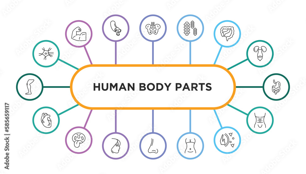 human body parts outline icons with infographic template. thin line ...