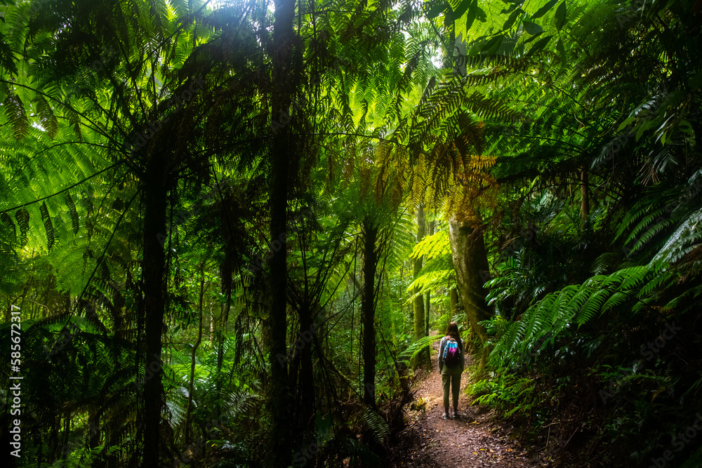 Backpacker girl walks alone in magical ancient dense Gondwana ...