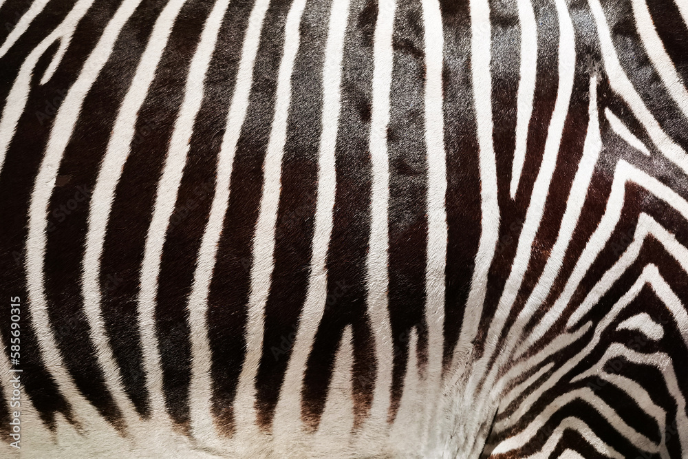 zebra skin texture Stock Photo | Adobe Stock