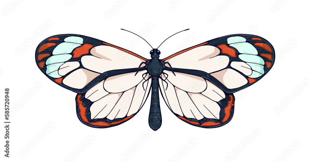 Greta oto, glasswing butterfly species. Flying insect, beautiful moth ...