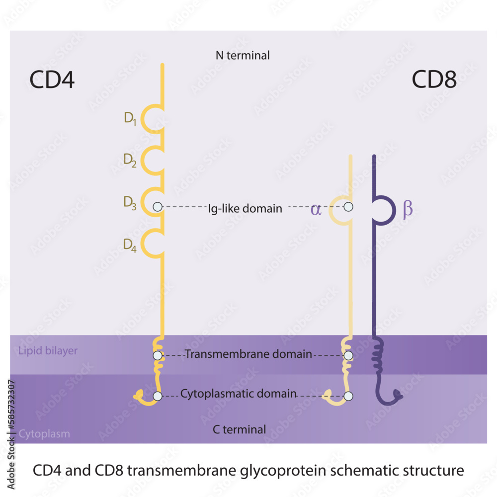 CD4 and CD8 transmembrane glycoprotein schematic structure scientific ...