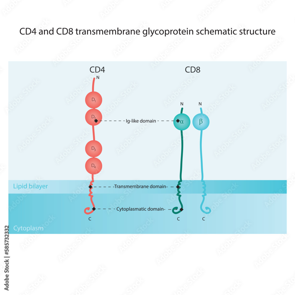 CD4 and CD8 transmembrane glycoprotein schematic structure scientific ...
