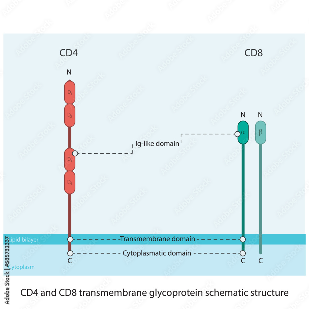 CD4 and CD8 transmembrane glycoprotein schematic structure scientific ...
