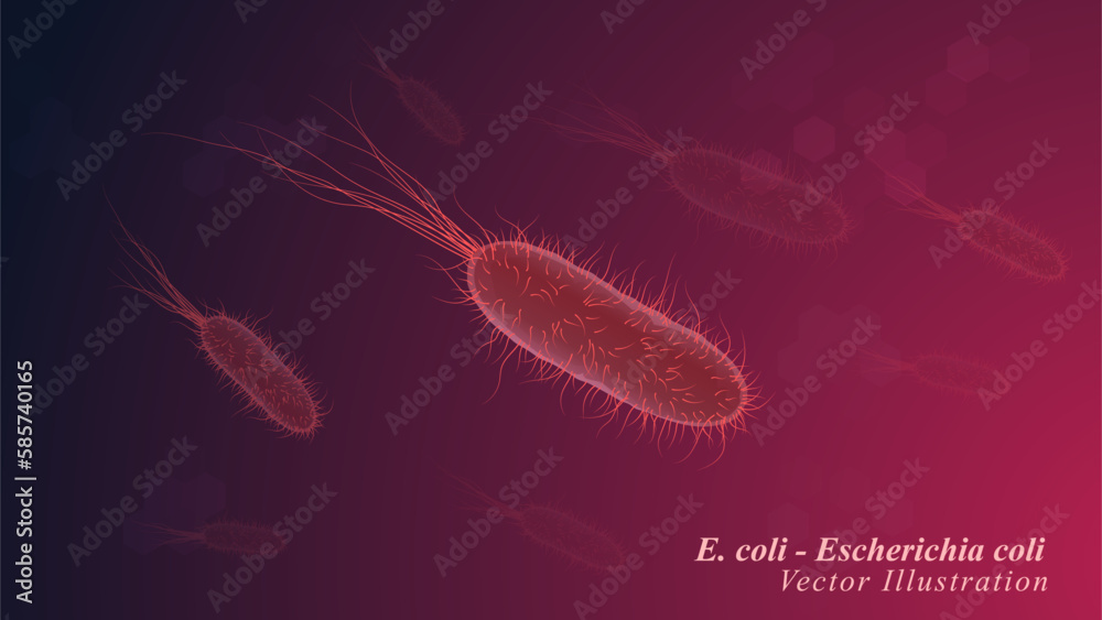 Vetor de Illustration of Escherichia coli Bacteria, Microscopic View of ...