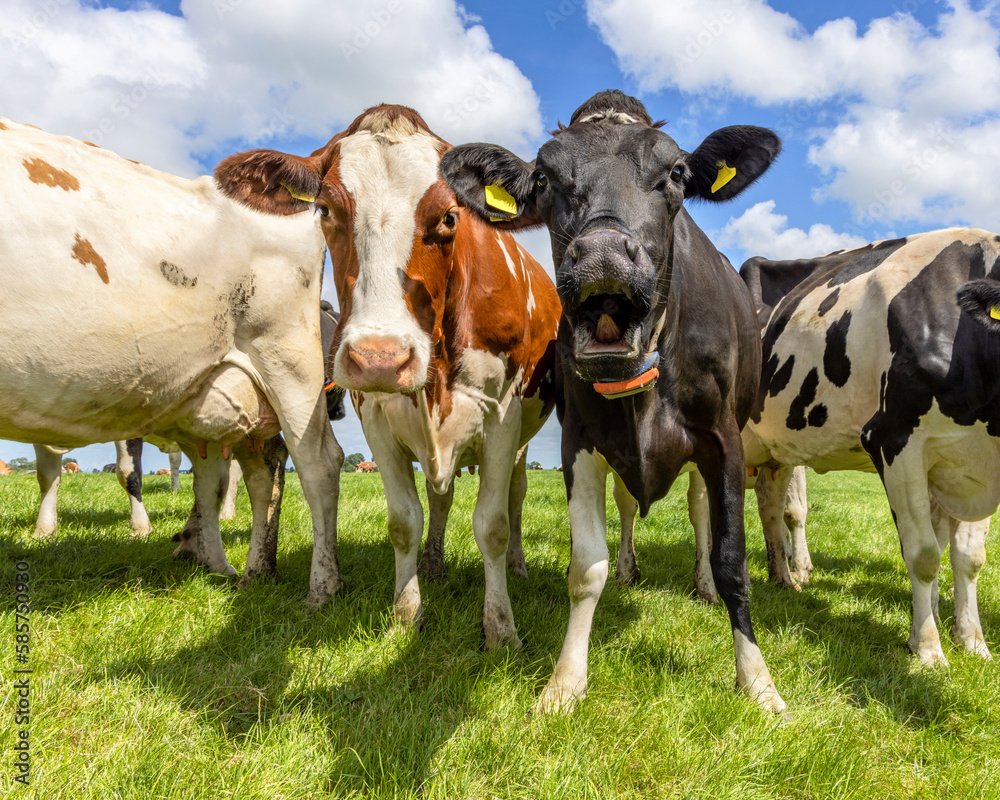 Laughing cow, moo with mouth open, showing gums, teeth and tongue while ...