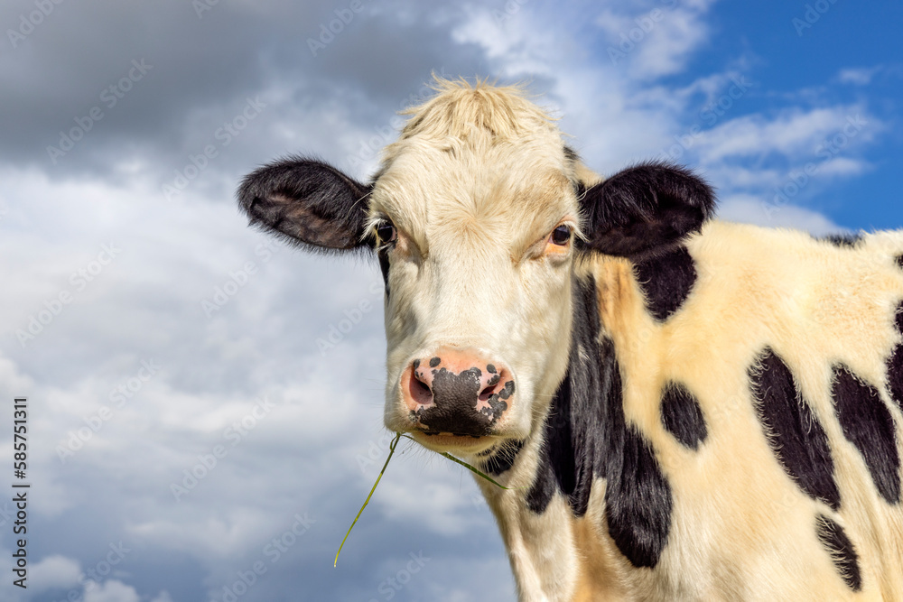 Dairy cow, black and white milker, looking friendly and innocent, pink ...