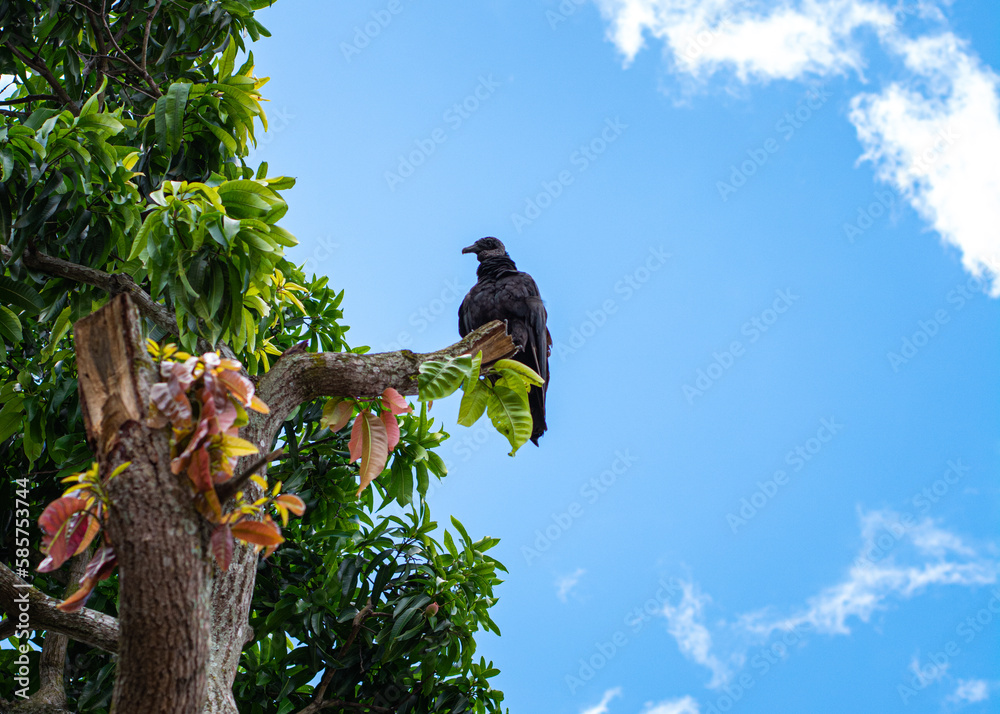 Zamuro Venezolano ave muy típica del país (Cathartes melambrotus ...