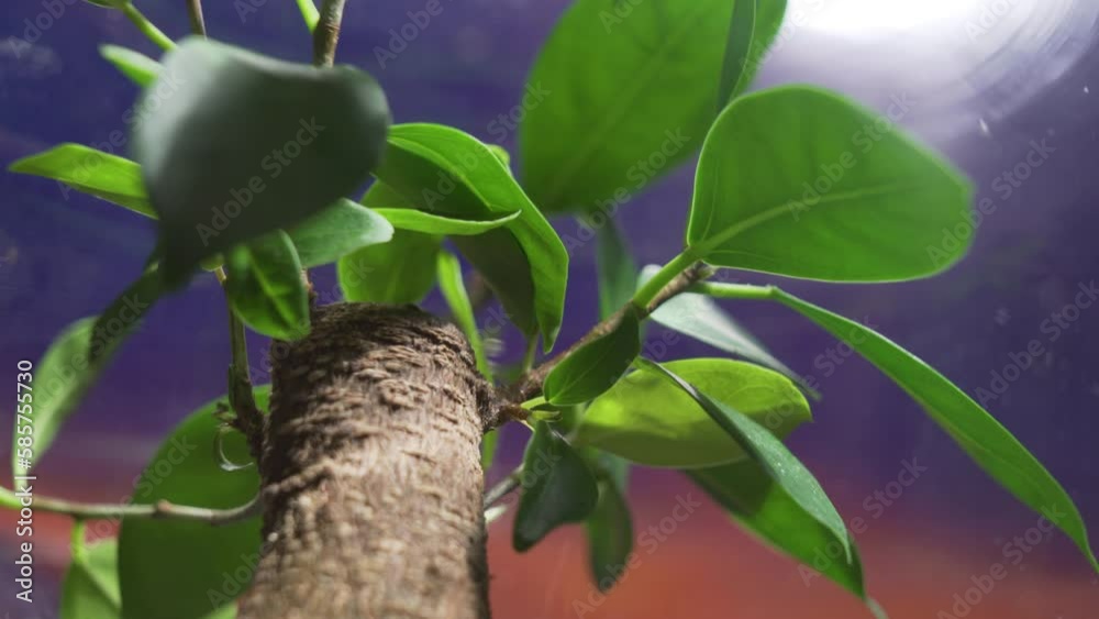 close up look at the intricate world of an ecosystem in a jar. See how ...