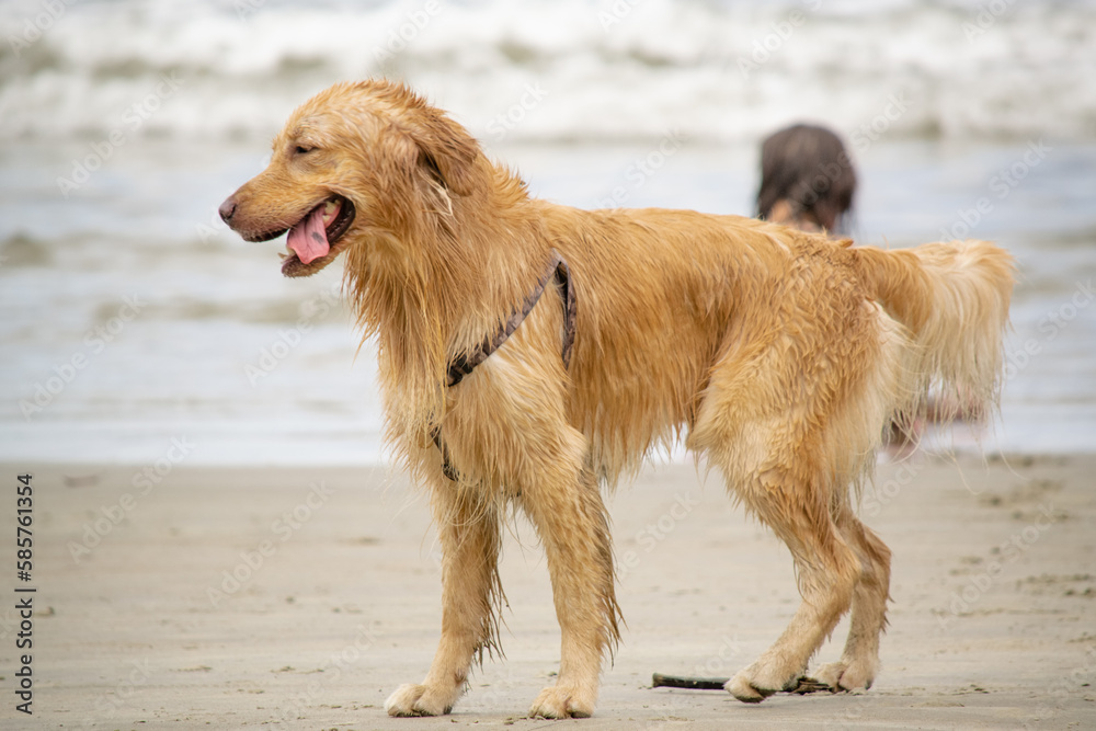 Na praia golden retriever é uma raça canina do tipo retriever ...