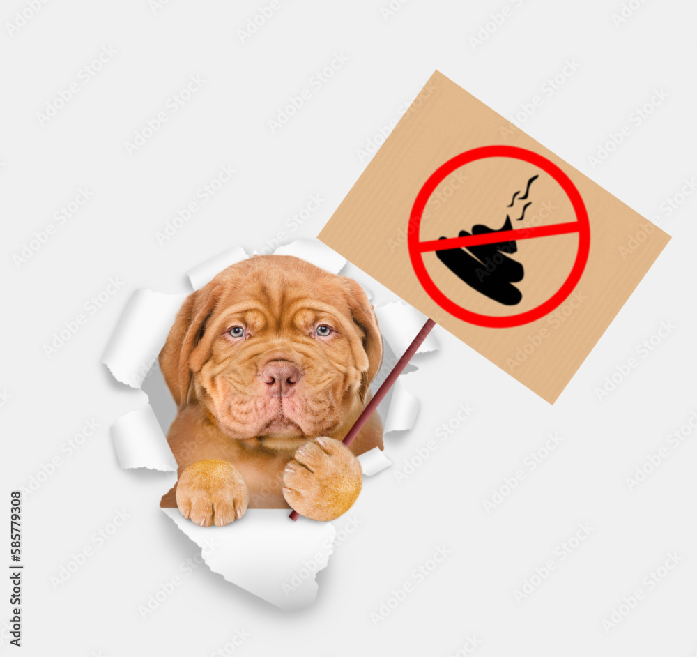 Serious Mastiff puppy looking through a hole in white paper and holding ...