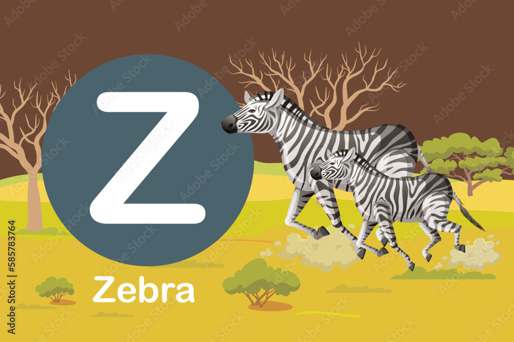 Flash card: the education tools - Alphabet A-Z card Z-Zebra, an African ...