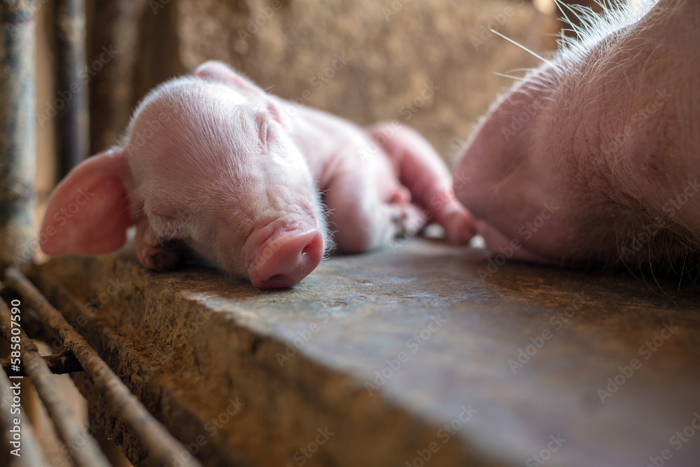 A week-old piglet cute newborn sleeping on the pig farm with other ...