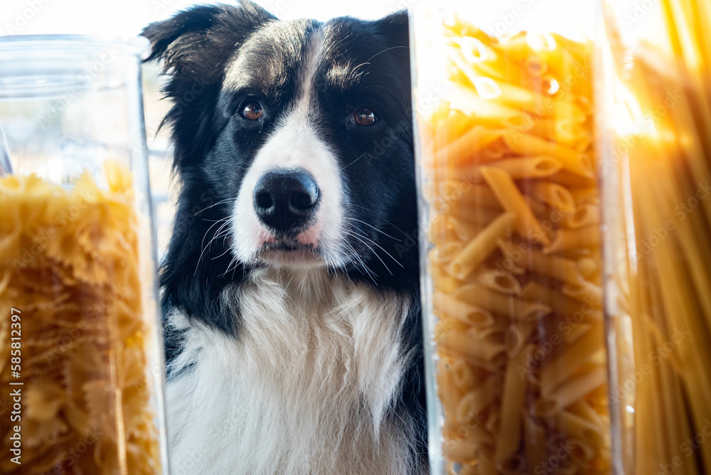 black and white border collie dog sits between transparent cans with ...