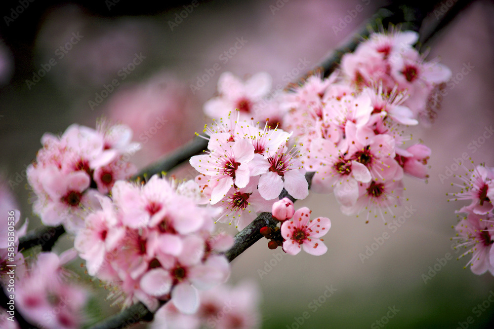 Cherry blossoms are symbolic of spring. Beautiful sakura. Cherry ...