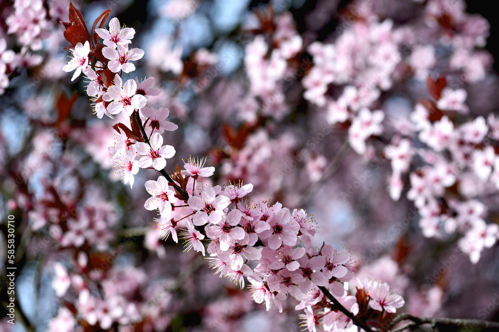Cherry blossoms are symbolic of spring. Beautiful sakura. Cherry ...