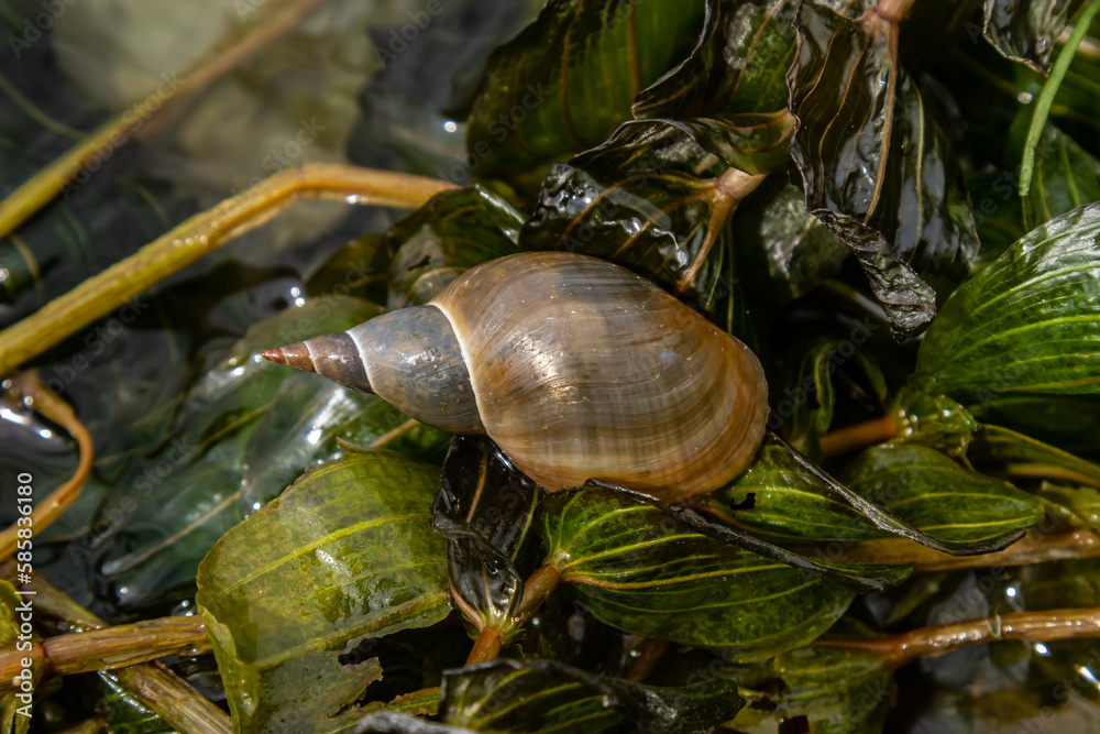 Lymnaea - Great pond snail Lymnaea stagnalis, air-breathing freshwater snail, an aquatic ...