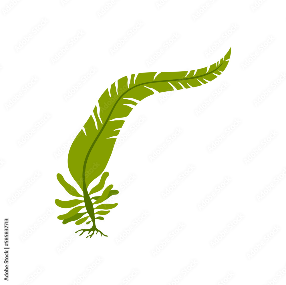Green algae sea leaf, cartoon isolated plant. Vector seabed flora ...
