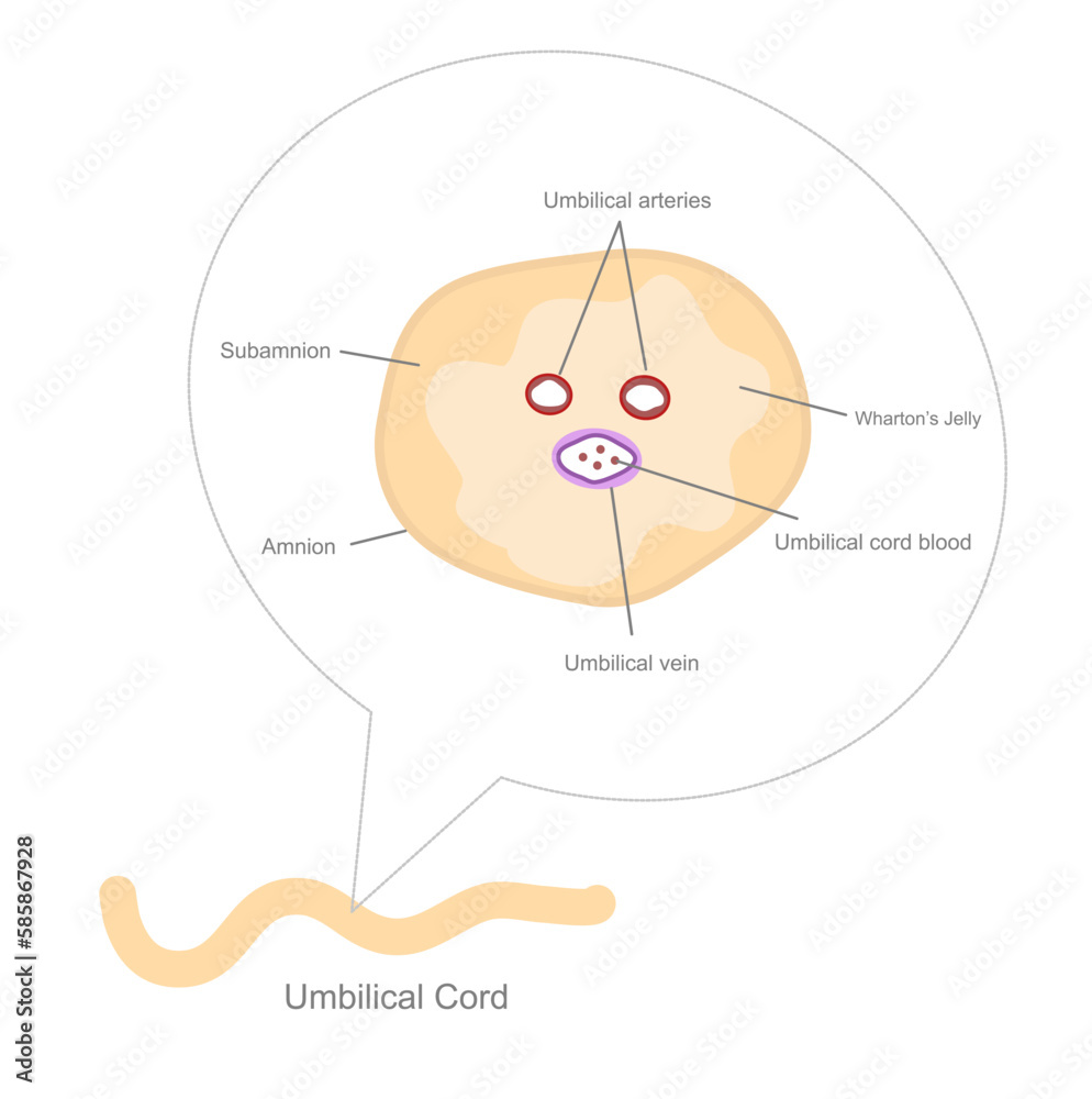 The Umbilical cord structure that shows the important component in ...