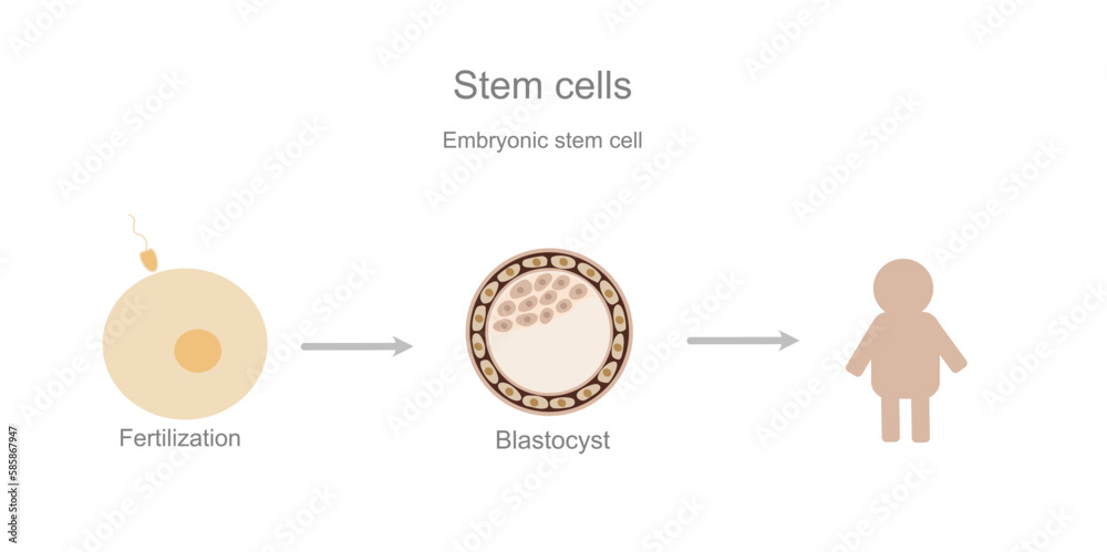 The development flowchart of embryonic stem cell from fertilization to ...