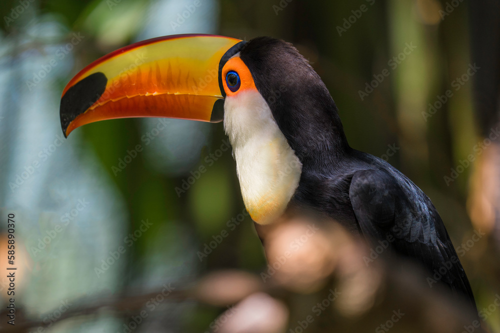 This image shows a side view of a beautiful, colorful toco toucan ...