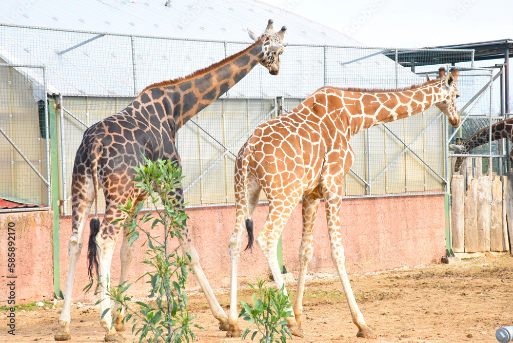 Giraffes in a zoo enclosure. Two exotic long-necked animals are ...