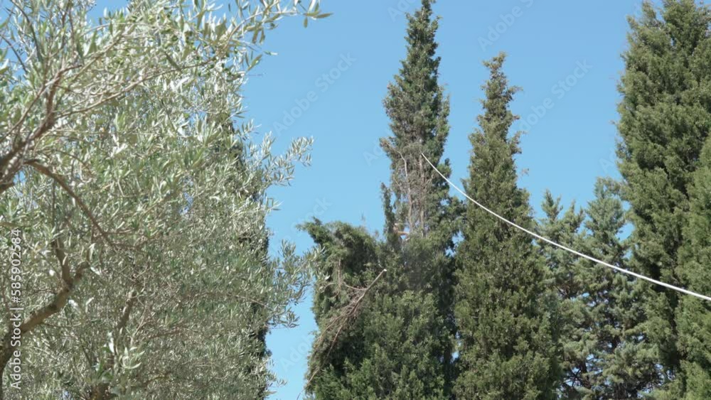 Process of preparation pine tree top for cutting, tree trunk bonded ...