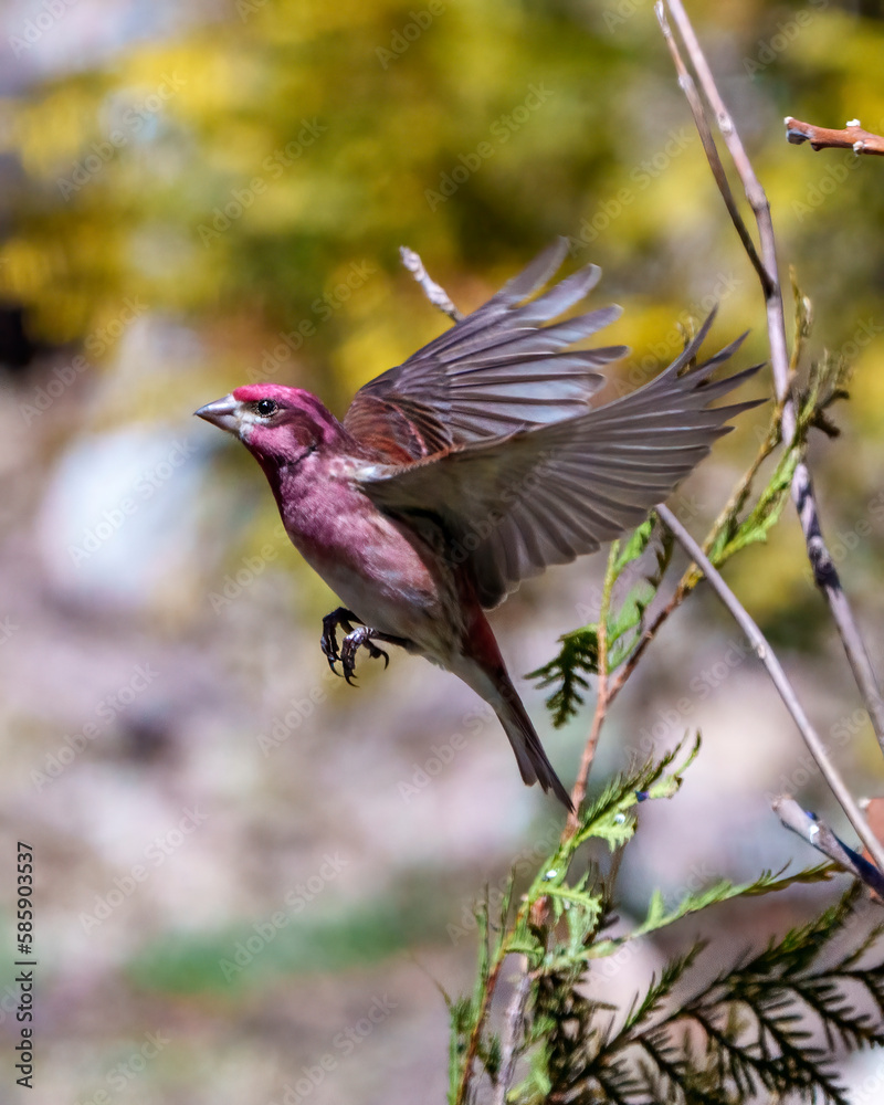 Finch Bird Flying