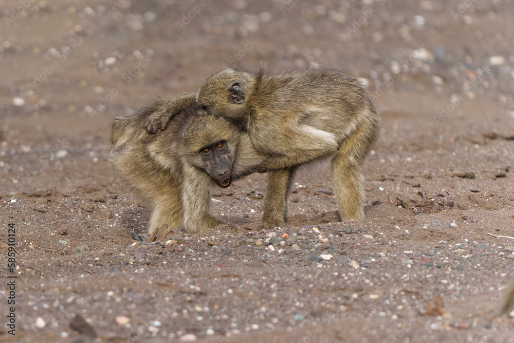 Foto de Chacma baboons (Papio ursinus), also known as the Cape baboon ...